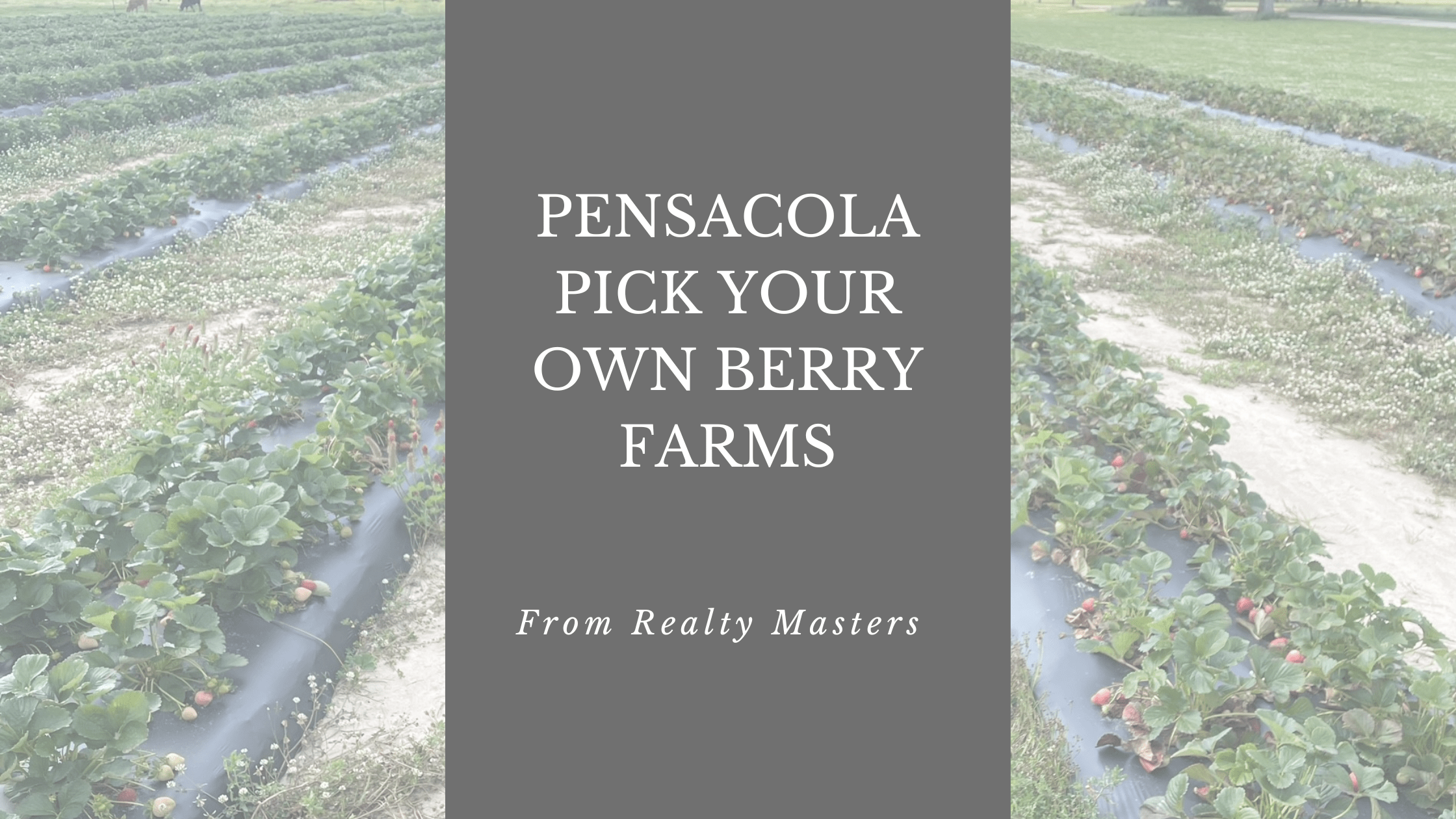 Pick your own Pensacola area Strawberry & Blueberry Farms