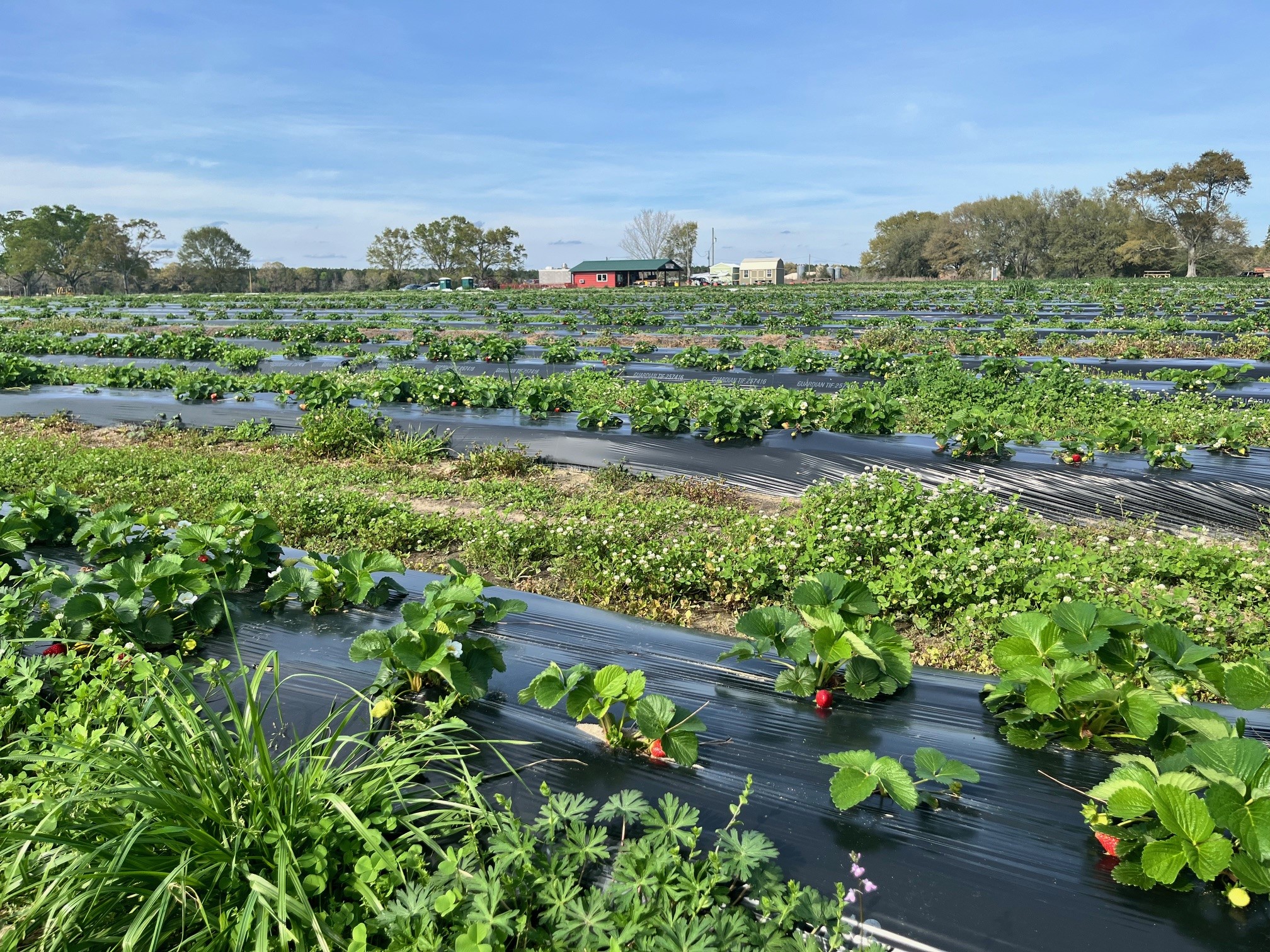 Pick your own Pensacola area Strawberry & Blueberry Farms